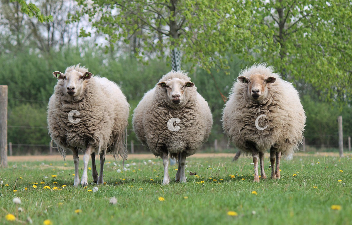 Discipleship with direction: Paul in 2 Timothy 3 – matthiasmedia.com.au